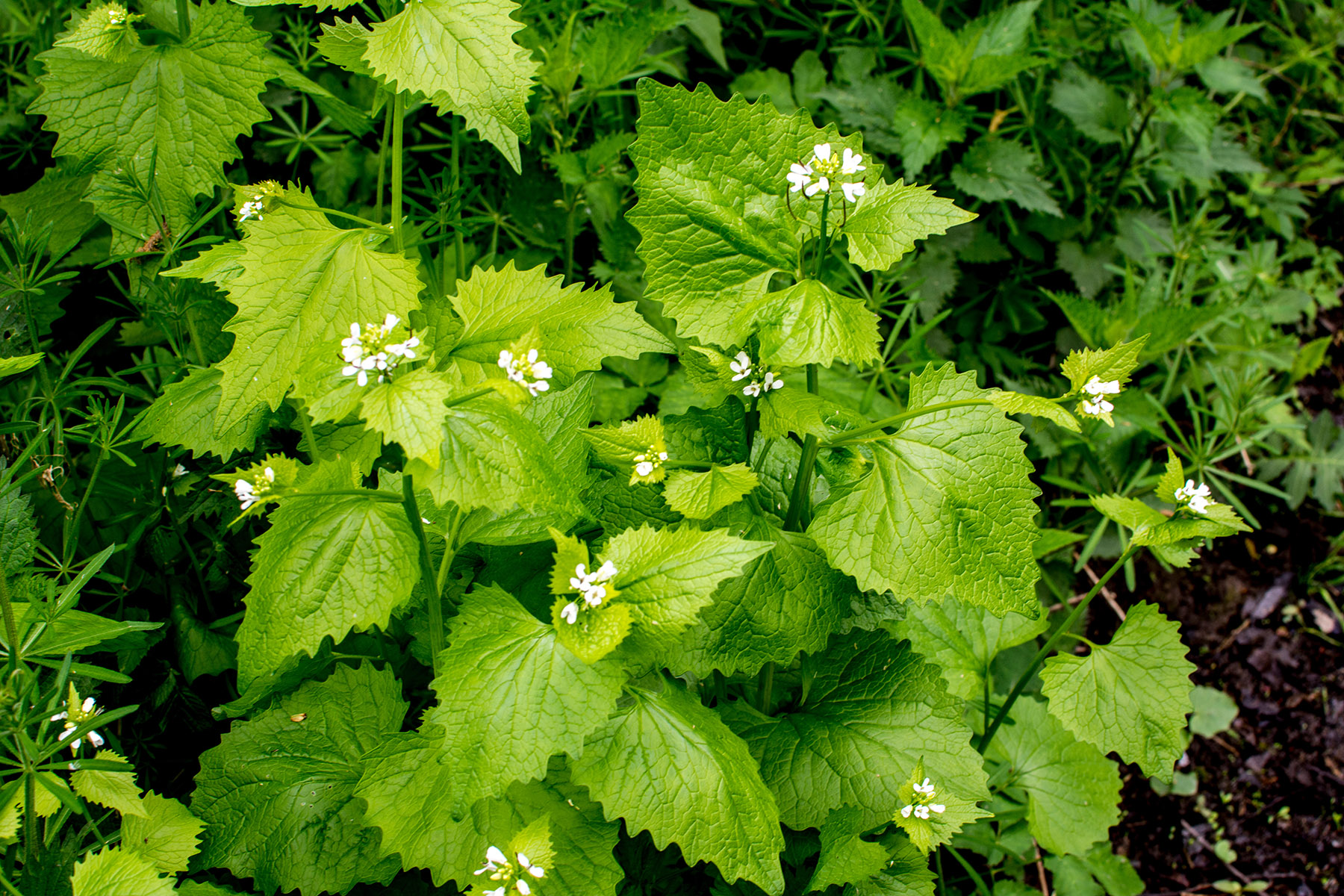 Foraging Garlic Mustard: Edible Invasive – Mother Earth News
